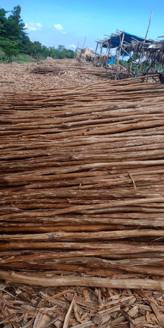 Wholesaler Dolken Wood Indonesia - Jual Kayu Dolken Gelam