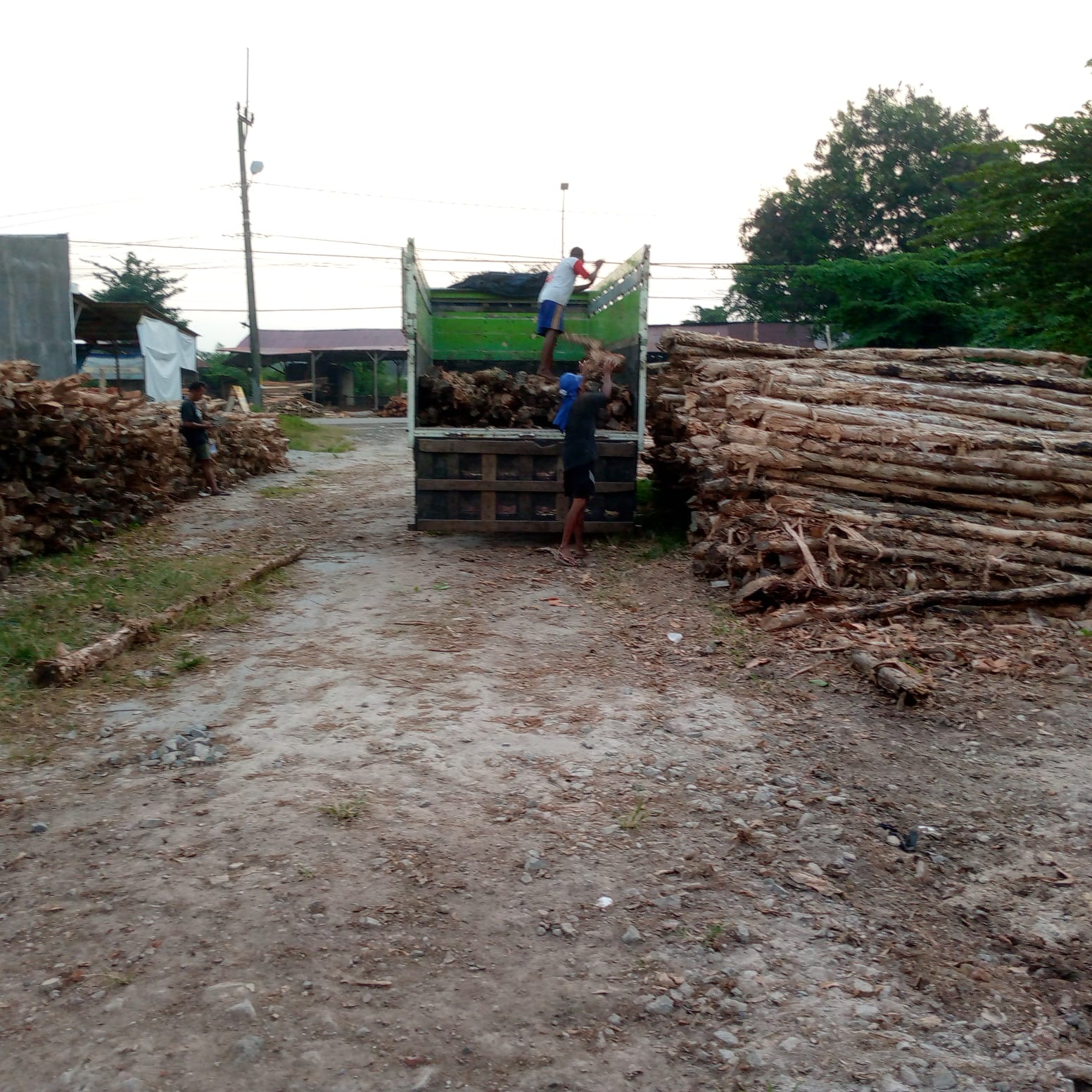 Harga Kayu Dolken - Jual Kayu Dolken Gelam